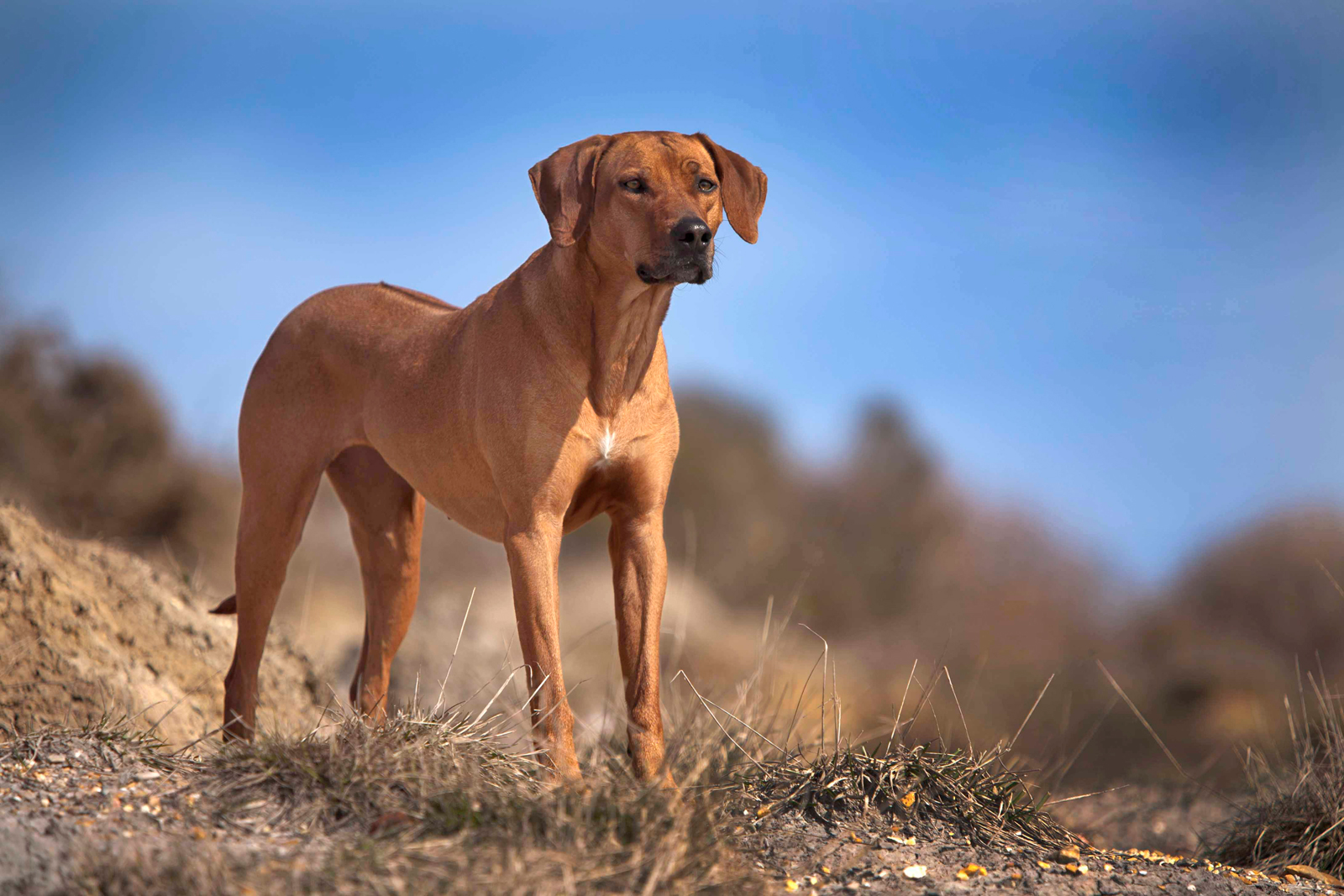 Rhodesian Ridgeback Puppies Dorset Rhodesian Ridgeback Breeder Rhodesian Ridgeback Puppies Dorset Rhodesian Ridgeback Breeder