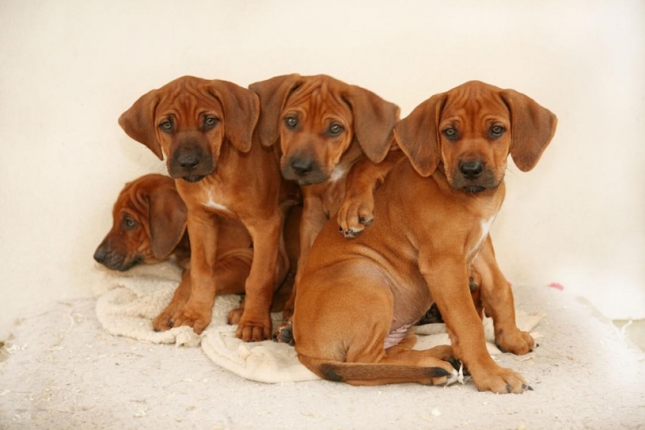 Rhodesian Ridgebacks