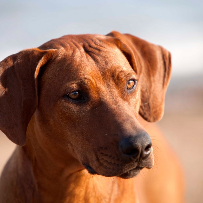 Rhodesian Ridgeback Puppies | Dorset Rhodesian Ridgeback Breeder