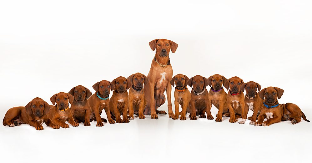 Ojore Rhodesian Ridgebacks – Rhodesian Ridgebacks Puppies