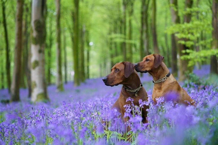 Welcome to Ojore Rhodesian Ridgeback Puppies