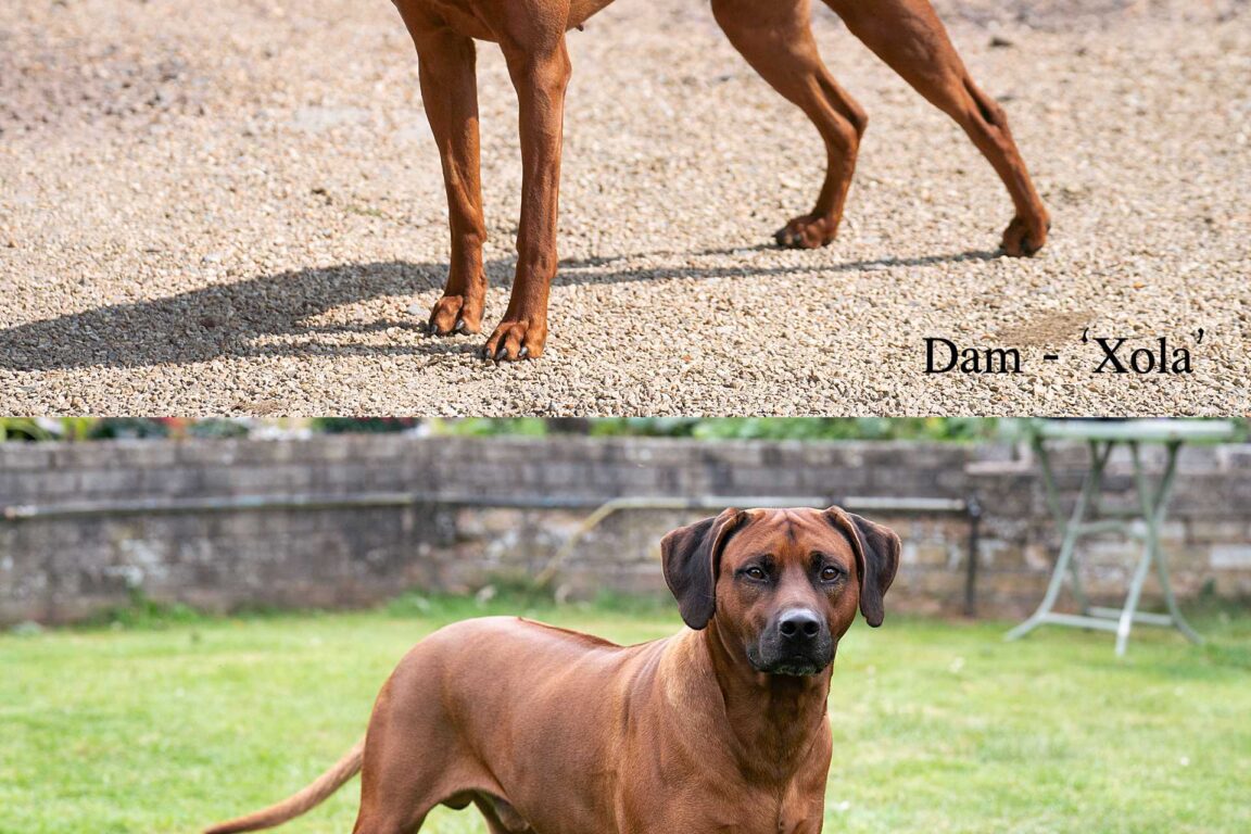 Welcome to Ojore Rhodesian Ridgeback Puppies